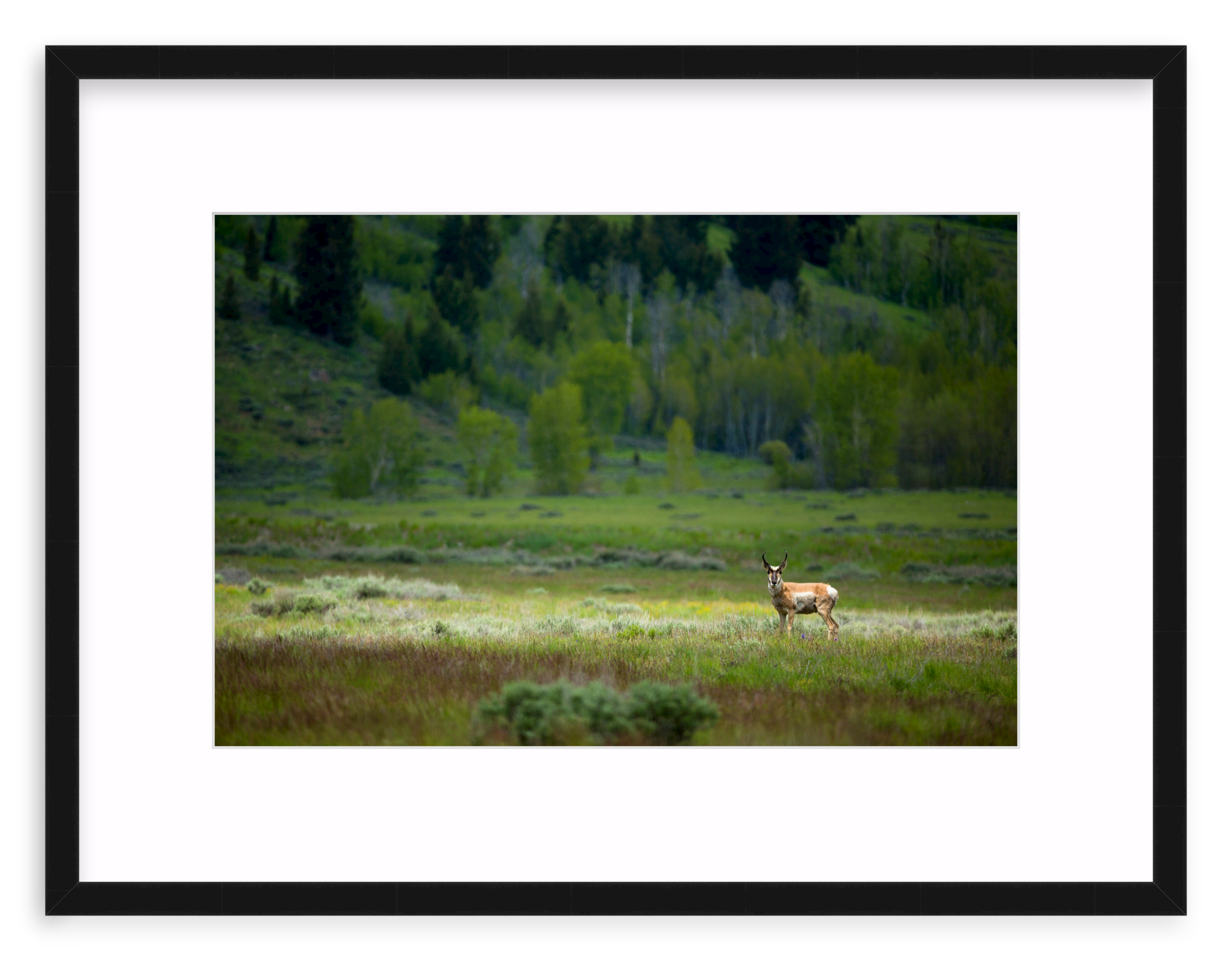 Pronghorn In The Spotlight – Framebridge