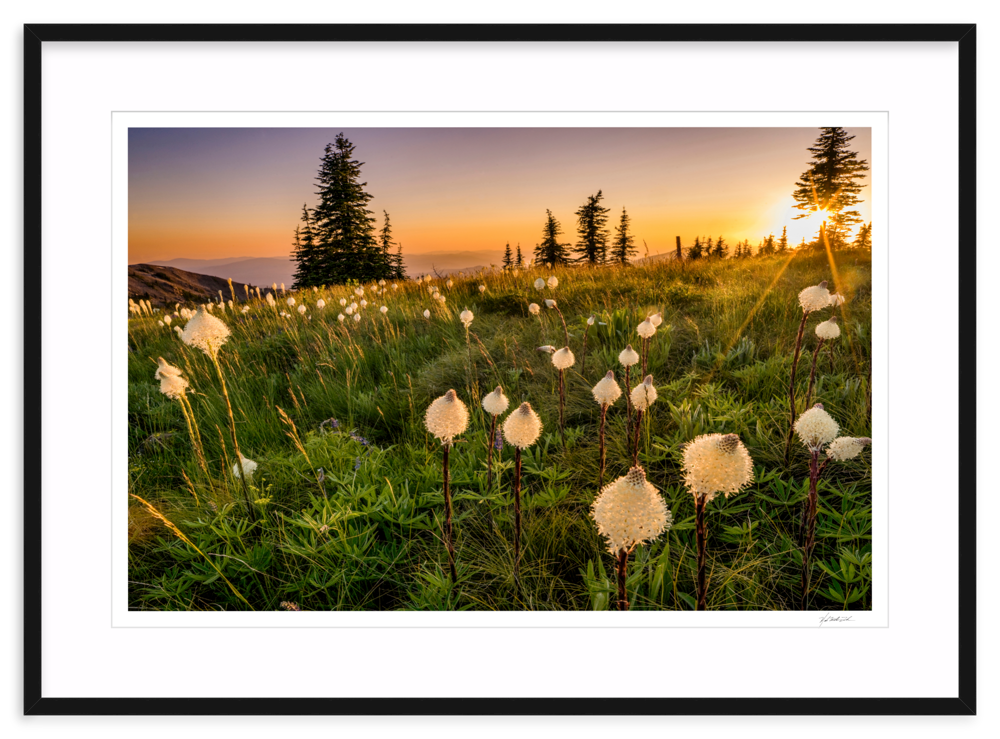 Bear Grass – Framebridge